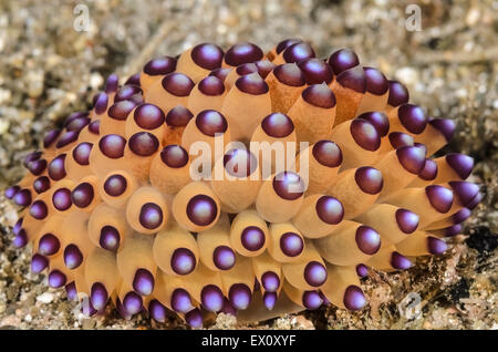 sea slug or nudibranch, Janolus savinkini, Anilao, Batangas ...