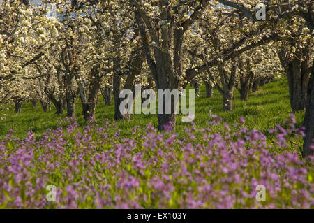 Cherry orchard in bloom, Yakima County, Washington Stock Photo ...