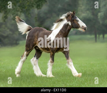 Gypsy Vanner horse colt foal rearing up on mares back Stock Photo - Alamy