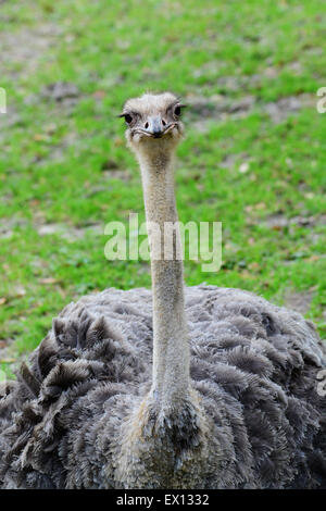 Vertical shot of an ostrich head in the wilderness Stock Photo - Alamy