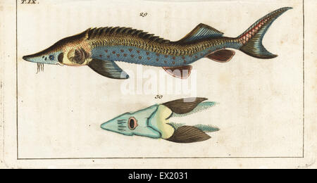 sterlet Acipenser ruthenus, (natural history book, 1861), Sterlet Stock ...
