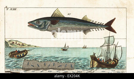 The fish - Atlantic mackerel (Scomber scombrus). Antique stylized ...