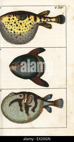 White-spotted puffer, Arothron hispidus, evileye blaasop ...