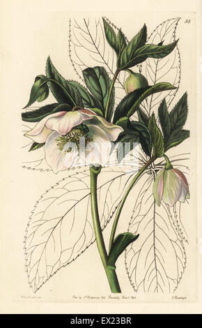 Eastern hellebore or Lenten rose, Helleborus orientalis. Handcoloured ...