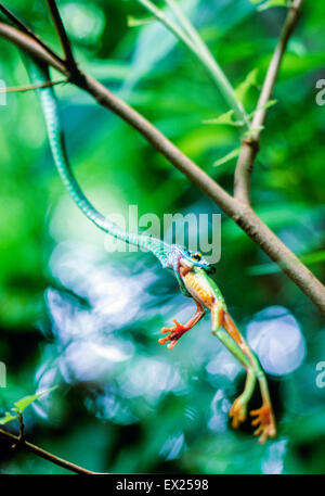 Parrot snake eating a red eyed tree frog in the Manuel Antonio National ...