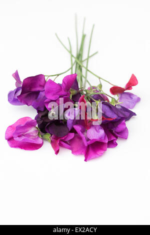 Bunch of freshly picked sweet pea flowers in a white jug on a garden ...