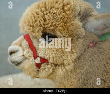 Sheep at Royal Adelaide Show, South Australia Stock Photo - Alamy