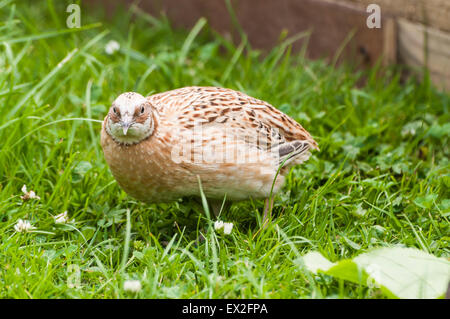 Juvenile partridge at a game bird farm Stock Photo - Alamy