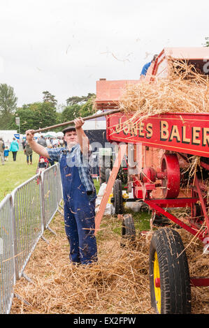 A man loads hay into an old fashioned hay baler Stock Photo - Alamy