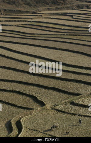 Dry rice fields are seen on the outskirts of Mengzi, Yunnan province ...