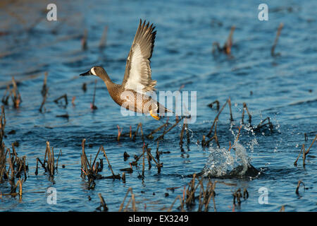 Drake blue-winged teal flight Stock Photo - Alamy