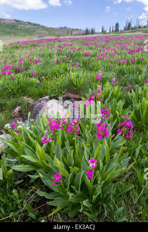 Parry's Primrose (Primula parryi) and Heartleaf Bittercress (Cardamine ...