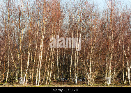 Young Silver Birch trees, Betula Pendula Stock Photo - Alamy