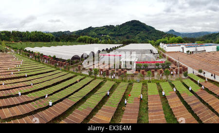 Fuding, China's Fujian Province. 6th July, 2015. Tea growers dry tea ...