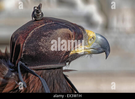 bird falcon with falconry blind hood in brown leather Stock Photo - Alamy