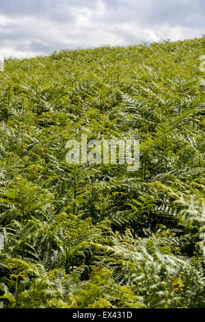 ramparts inside Cranbrook Castle,Cranbrook Castle is an Iron Age Hill ...