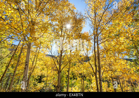 Sunburst through aspens in Fall colors, Aspen Vista Trail, Santa Fe ...