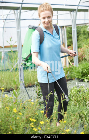 Young female gardener in spraying myrtle tree houseplant in flower ...