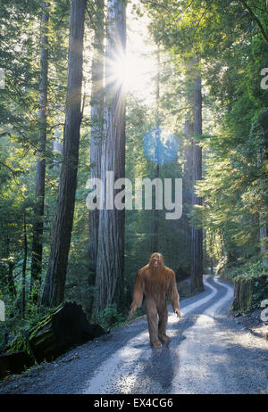 A Sasquatch, also known as Bigfoot, moves quietly along a forest road ...