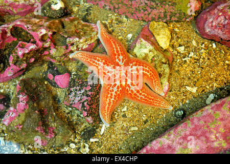 A thorny starfish in shallow tide pool waters in the Bahamas Stock ...