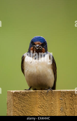 Swallow (Hirundo rustica) beak full of mud waiting to fly into shed to ...