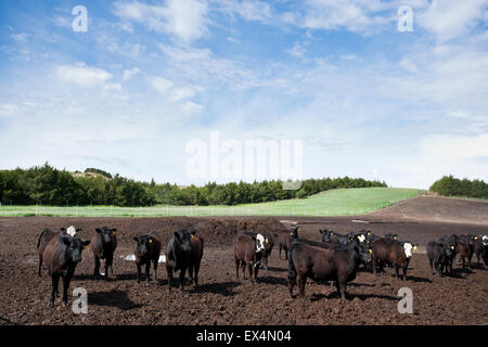 Beef farm, Nebraska, USA Stock Photo - Alamy