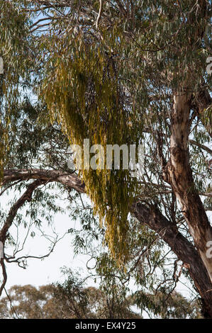 Drooping mistletoe (Amyema pendula) in flower Stock Photo - Alamy