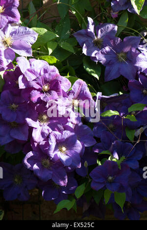 Clematis 'Perrin's Pride' Stock Photo - Alamy