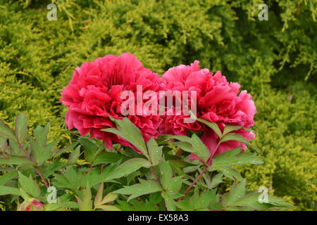 Red peonies in the garden. Blooming red peony Stock Photo - Alamy