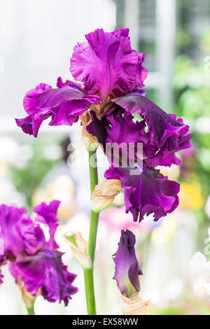 Burgundy iris flowers close up Stock Photo - Alamy