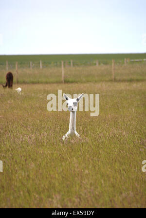 alpacas in the grass Stock Photo - Alamy