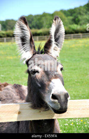 donkey looking over fence Stock Photo - Alamy