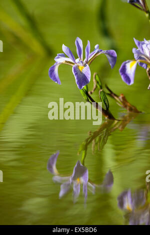 Stinking Iris Plant Stock Photo - Alamy