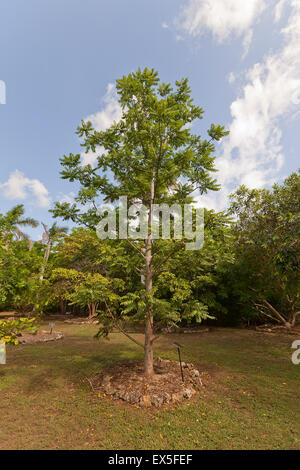 Spondias dulcis (June plum, Kedondong, dondong, golden apple ...