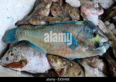 Parrotfish - Loro fish - Port in PUERTO PIZARRO. Department of Tumbes ...
