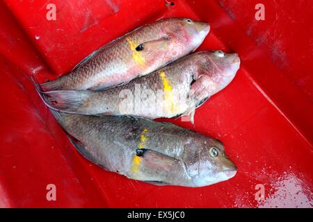 Parrotfish - Loro fish - Port in PUERTO PIZARRO. Department of Tumbes ...