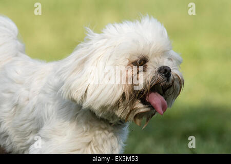 Lhasa Apso likely Maltese cross Stock Photo - Alamy