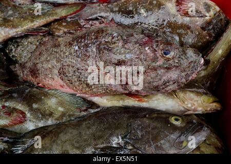 Pez Diablo - Devil fish - Port in PUERTO PIZARRO. Department of Tumbes ...