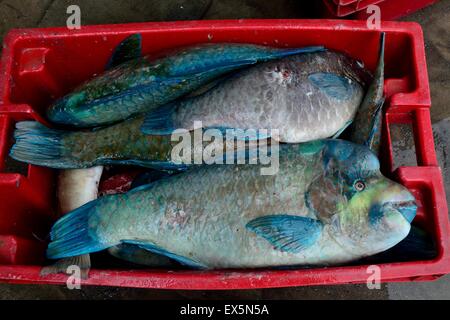 Parrotfish - Loro fish - Port in PUERTO PIZARRO. Department of Tumbes ...