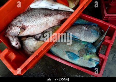 Parrotfish - Loro fish - Port in PUERTO PIZARRO. Department of Tumbes ...