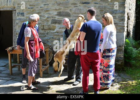 Colonial America fur trader enactor showing wolf pelt to visitors at ...