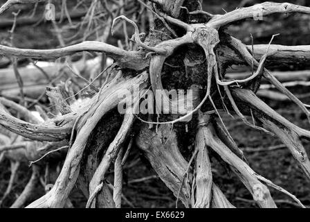 Lodgepole pine root wad in Yellowstone National Park, WY Stock Photo ...