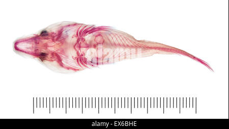 Shore clingfish or Cornish sucker a fish Lepadogaster lepadogaster ...