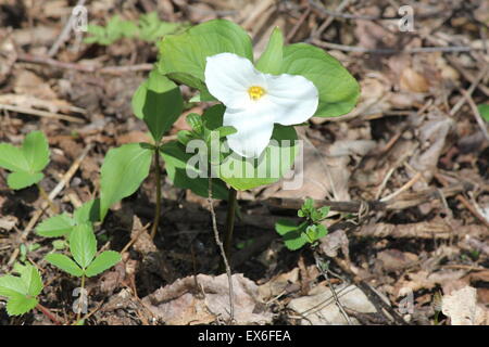 White trillium is the Provincial Flower of Ontario and also a symbol of ...