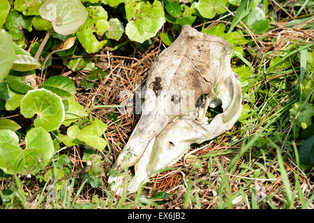 Dog skull close up in high contrast. Illustrative view of death and ...