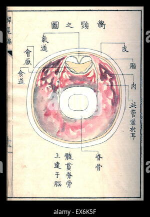 Illustration from a Japanese anatomical and medical text 'Complete ...