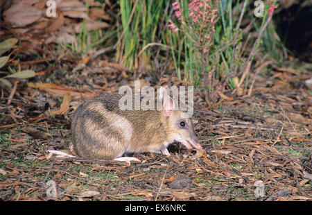 Eastern barred bandicoot nocturnal marsupial grazing on grass in Hobart ...