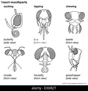 Insect mouthparts: butterfly and cicada maxillae Stock Photo - Alamy