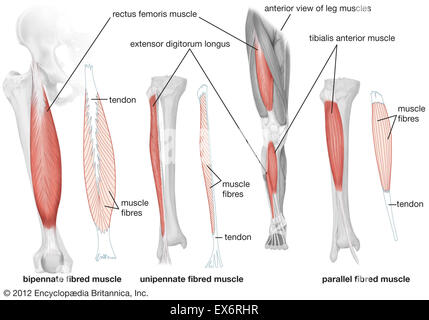 Bipennate Muscle