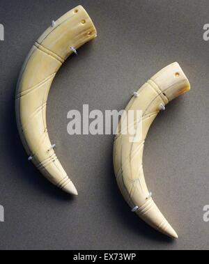 tusks made of ivory or bone in the shape of the incisor teeth of a ...